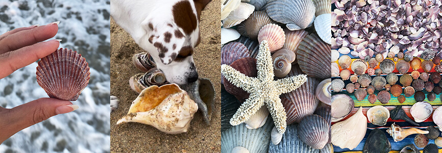 Outer Banks Seashell & Beachcombing Guide - OBX Travel Guide by ...