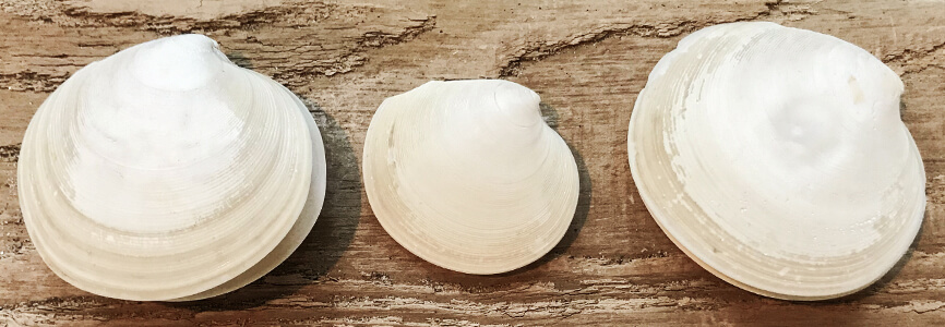 Outer Banks Seashell & Beachcombing Guide - OBX Travel Guide by ...