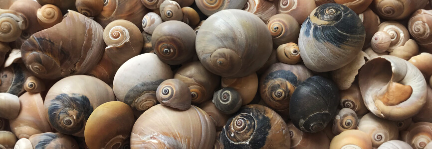 Outer Banks Seashell & Beachcombing Guide - OBX Travel Guide by ...