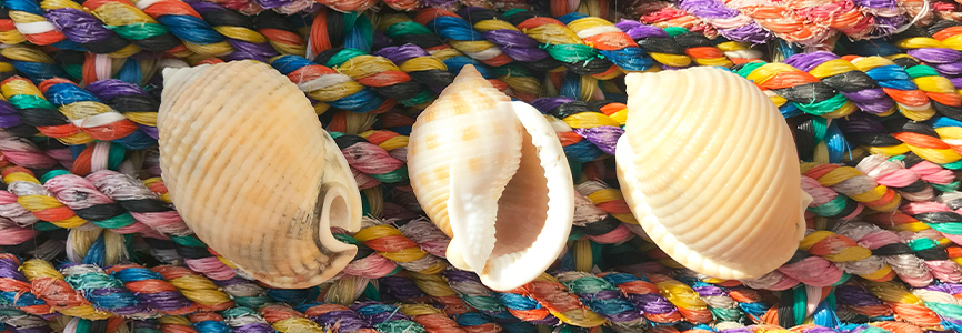 Outer Banks Seashell & Beachcombing Guide - OBX Travel Guide by ...