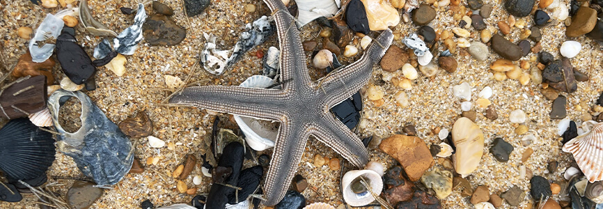 Outer Banks Seashell & Beachcombing Guide - OBX Travel Guide by ...