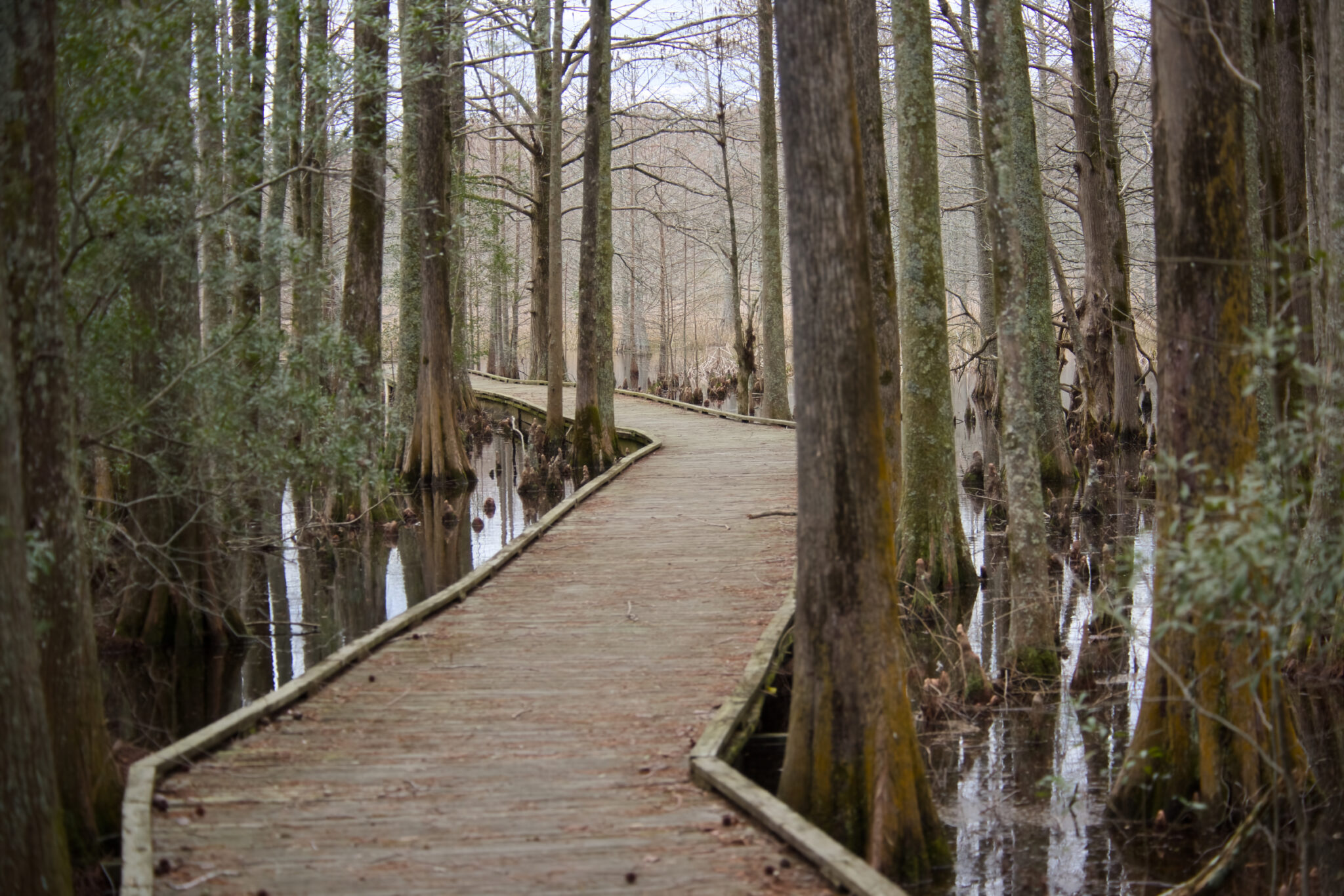 Lake Mattamuskeet | Outer Banks Day Trips